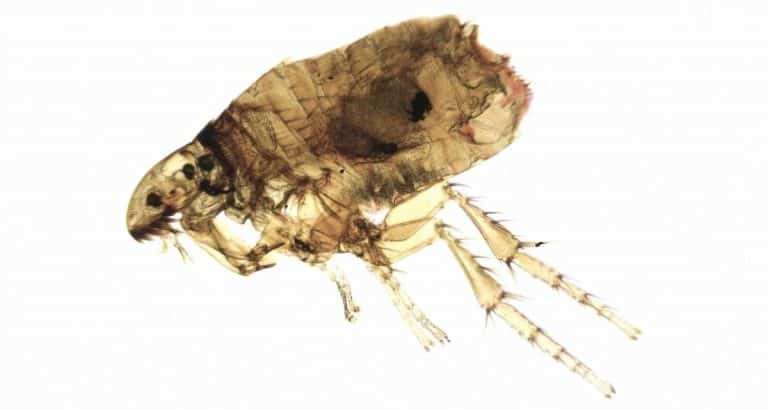 Bettwanzen Bisse Flohbisse Unterschied - ZBuzz